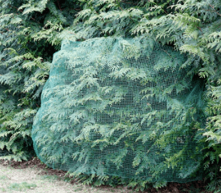 How to Protect Plants in Winter